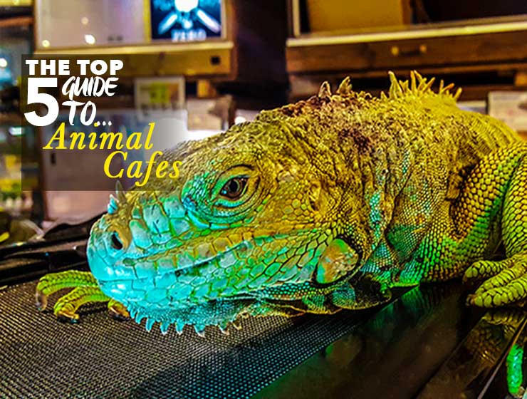 The 5 Best Animal Cafes in Osaka!