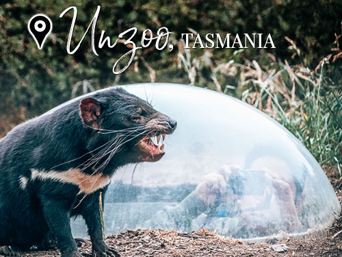 Up Close with Tassie Devils at Tasmanian Devil Unzoo – Hobart - Pink ...